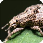 BioInsecticides – AlphaBio