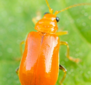 BioInsecticides – AlphaBio